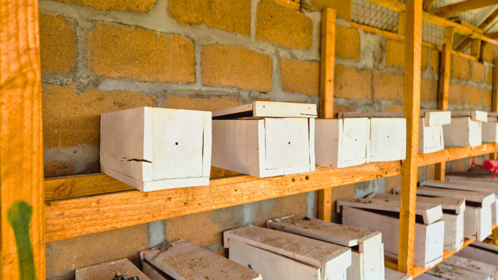 Stingless Bee Farming in Tanzania | Humble Nyuki Project